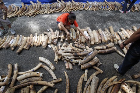 Filipino Staff Arranges Elephant Tusks That Editorial Stock Photo ...