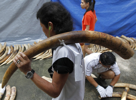 Filipino Staff Arrange Elephant Tusks That Editorial Stock Photo ...