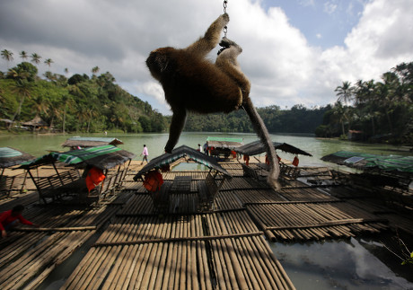 Monkey Seen Viewing Rent Tourists Makeshift Editorial Stock Photo ...