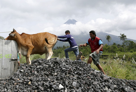 Filipino Villagers Push Cow Board Truck Editorial Stock Photo - Stock ...