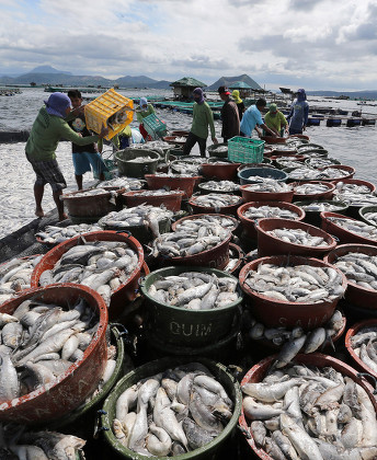 Filipinos Collect Dead Fish Taal Lake Editorial Stock Photo - Stock ...