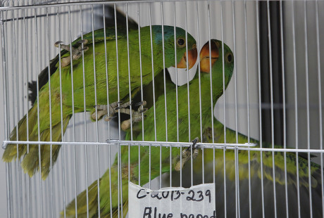 Recovered Bluenaped Parrots Seen Cage Facility Editorial Stock Photo ...