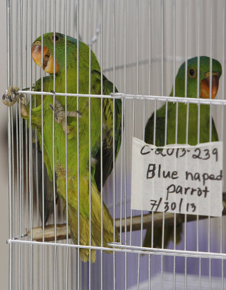 Recovered Bluenaped Parrots Seen Cage Facility Editorial Stock Photo ...
