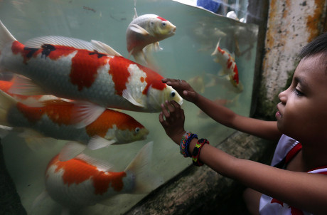 Filipino Boy Eyes Japanese Koi Carps Editorial Stock Photo - Stock ...