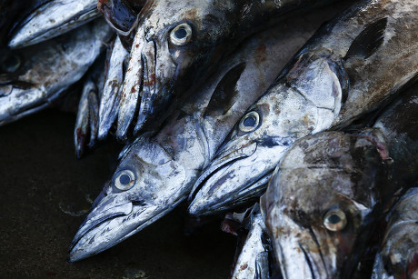 58 Snoek Stock Pictures, Editorial Images and Stock Photos | Shutterstock