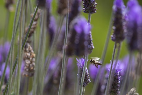 Forager Bee Flies Through Lavender Shrub Editorial Stock Photo - Stock ...