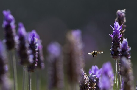 Forager Bee Flies Through Lavender Shrub Editorial Stock Photo - Stock ...