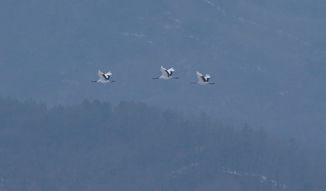 Cranes Fly Cheorwongun County Gangwon Province Editorial Stock Photo ...