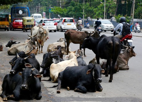Indian Stray Cows Bulls Sit Middle Editorial Stock Photo - Stock Image ...