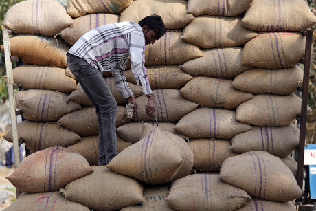 Indian Labourer Loads Truck Sacks Paddy Editorial Stock Photo - Stock ...