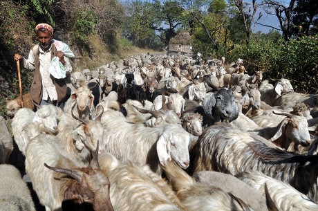 Indian Shepherd Walks His Herd During Editorial Stock Photo - Stock ...