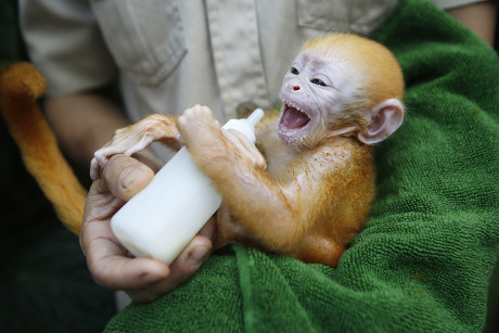 Week Old Baby Javan Langur Monkey Editorial Stock Photo - Stock Image ...