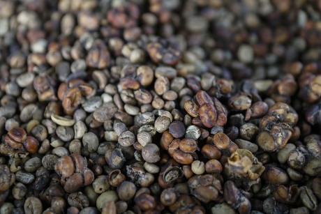 Civet Feces Civet Coffee Kopi Luwak Editorial Stock Photo - Stock Image ...
