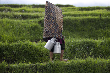 Nepalese Farmer Wearing Ghoom Traditional Umbrella Editorial Stock ...