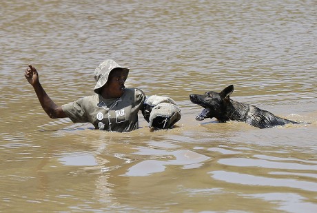 Dog Handler Posing Poacher Attacked By Editorial Stock Photo - Stock ...