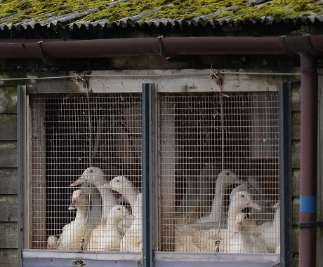 Poultry Inside Cage Farm That Has Editorial Stock Photo - Stock Image | Shutterstock