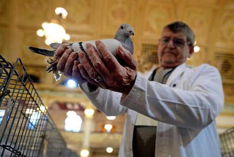 Show Chairman David Trippett Inspects Pigeon Editorial Stock Photo ...