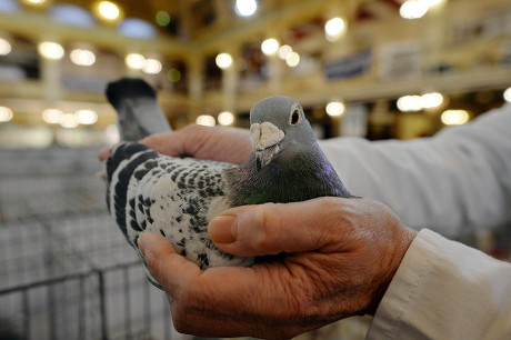 Show Chairman David Trippett Inspects Pigeon Editorial Stock Photo ...