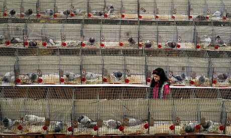 Show Chairman David Trippett Inspects Pigeon Editorial Stock Photo ...