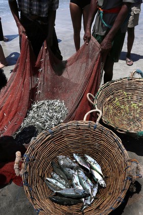 Sri Lankan Fishermen Remove Freshly Caught Editorial Stock Photo ...