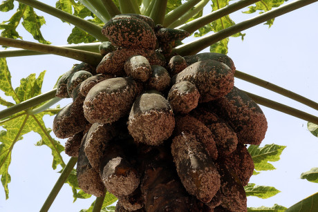 Parasitic Mealybugs Locally Called Piti Makuna Editorial Stock Photo ...