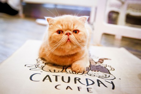 __COUNT__ imágenes de Thailand Caturday Cat Cafe - Mar 2015 - Imágenes ...