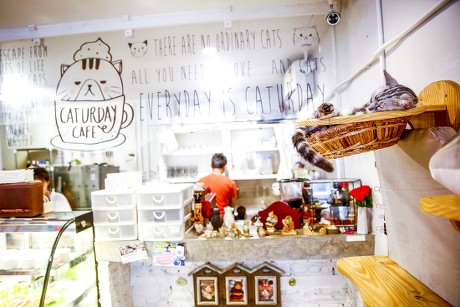 __COUNT__ Thailand Caturday Cat Cafe - Mar 2015 Stock Pictures ...
