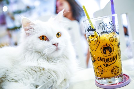 __COUNT__ Thailand Caturday Cat Cafe - Mar 2015 Stock Pictures ...