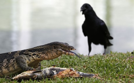 Water Monitor Lizard Defends Fish Black Editorial Stock Photo - Stock ...