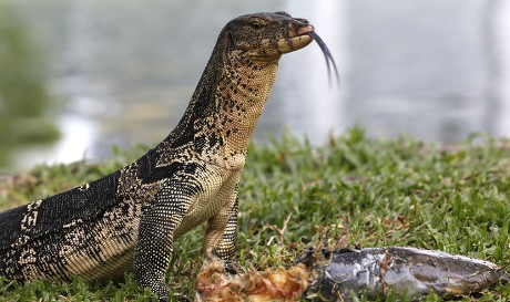 Water Monitor Lizard Fish Has Killed Editorial Stock Photo - Stock ...