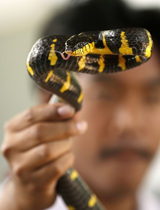 Thailand Snake Farm - Feb 2015 Stock Pictures, Editorial Images and ...