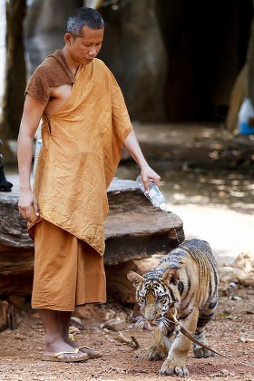Thailand Tiger Temple - Apr 2015 Stock Pictures, Editorial Images and ...