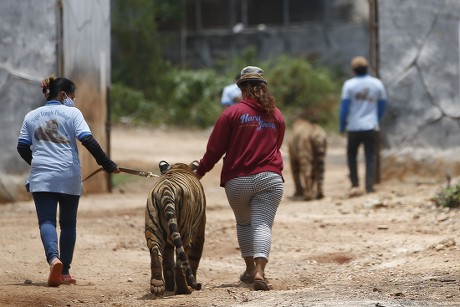 Thailand Tiger Temple - Apr 2015 Stock Pictures, Editorial Images and ...