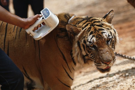 Thailand Tiger Temple - Apr 2015 Stock Pictures, Editorial Images and ...