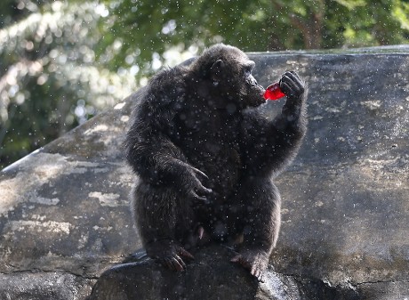 Chimpanzee Enjoys Cold Fruit Juice During Editorial Stock Photo - Stock ...