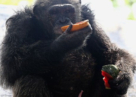 Chimpanzee Enjoys Cold Fruit During Hot Editorial Stock Photo - Stock ...