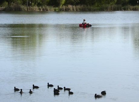 Fisherman Watches Group Ducks He Waits Editorial Stock Photo - Stock ...