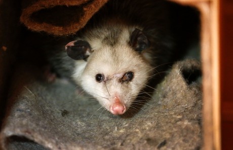 Temporarily Captive Possum Seen Box During Editorial Stock Photo ...