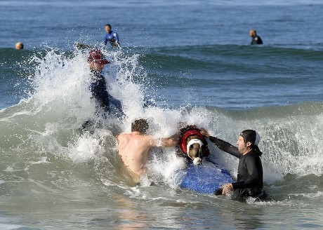 Wave Crashes Over Surf Dog Handlers Editorial Stock Photo - Stock Image ...