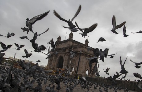 10 Pigeons flutter Stock Pictures, Editorial Images and Stock Photos ...