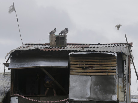 Doves Take Shelter On Top Shanty Editorial Stock Photo - Stock Image ...