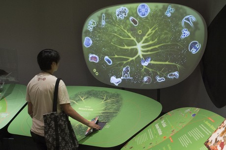 Visitor Looks Interactive Panel Exploring Genomes Editorial Stock Photo ...