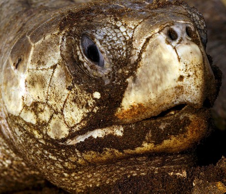 24 Lora turtle Stock Pictures, Editorial Images and Stock Photos ...