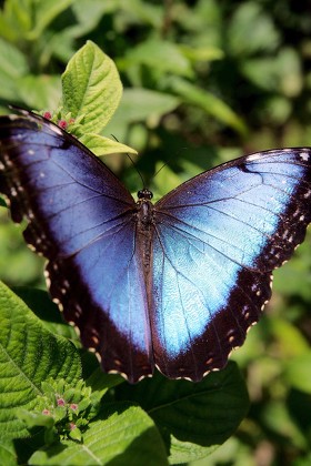Undated Photograph Showing Morpho Peleisdes Limpida Editorial Stock ...