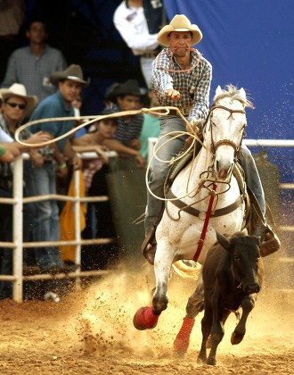 Horseman Action During Finals Colt Lassoed Editorial Stock Photo ...