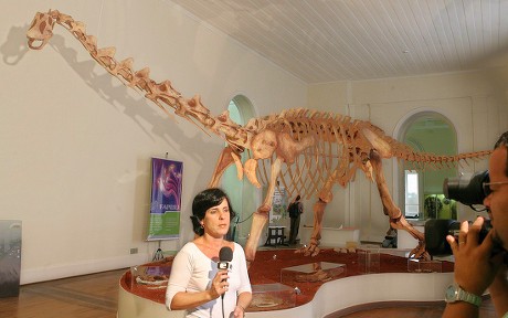 Maxakalisaurus Topai Dinosaur Reconstruction On Display Editorial Stock ...