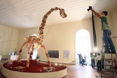 Maxakalisaurus Topai Dinosaur Reconstruction On Display Editorial Stock ...