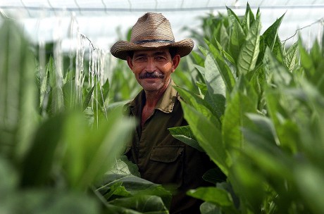 Cuban Supervises Work His Employees Cuban Editorial Stock Photo - Stock ...