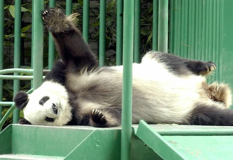 Xiuhua One Three Giant Pandas Tuesday Editorial Stock Photo - Stock ...