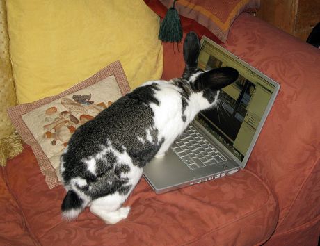 Rabbit Looking Laptop Computer Screen Editorial Stock Photo - Stock ...